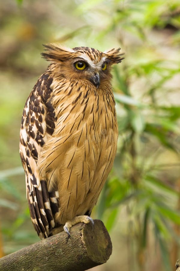 Buffy Fish Owl stock photo. Image of prowl, nature, malaysia - 2904270