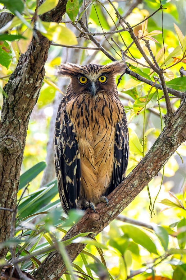 Buffy Fish Owl Bird Sitting Stock Image - Image of beautiful ...
