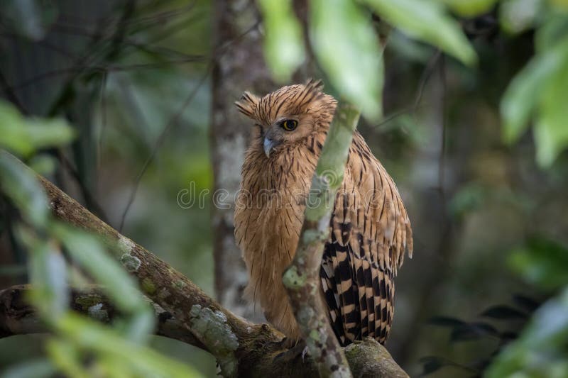 Buffy Fish Owl on the Branch Tree Animal Portrait. Stock Image - Image ...