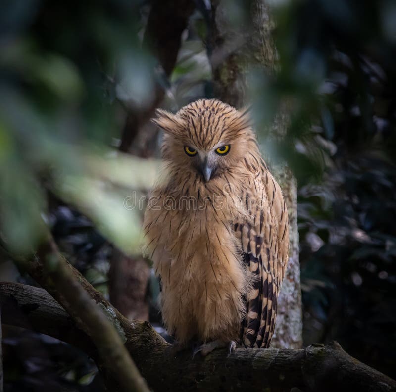 Buffy Fish Owl on the Branch Tree Animal Portrait. Stock Image - Image ...