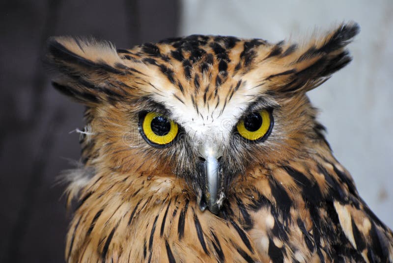 Buffy Fish Owl (Bubo Ketupu) Stock Image - Image of india, tropical ...