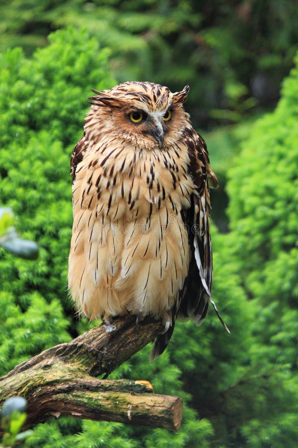 Buffy Fish Owl stock photo. Image of bird, bubo, buffy - 31549526