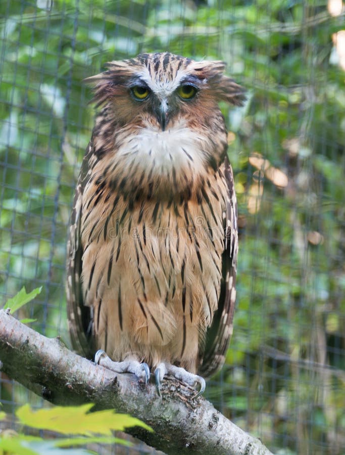 Buffy fish owl stock photo. Image of fauna, ears, asia - 69851330