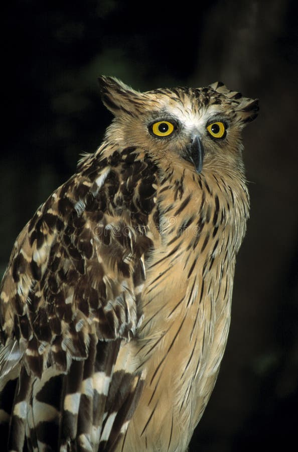 Buffy Fish-owl stock image. Image of tropicalbirds, nature - 49483447