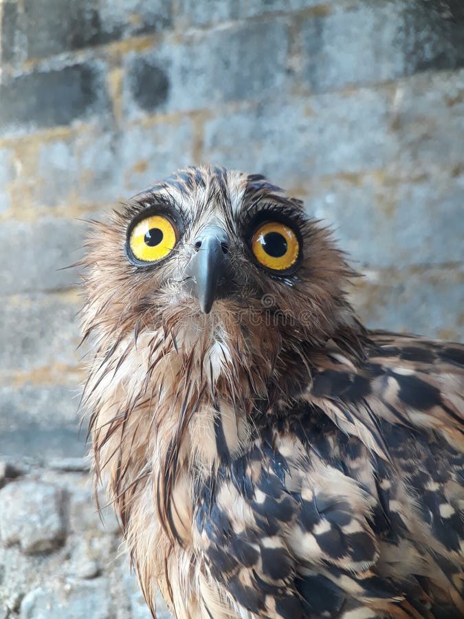 Wet Buffy Fish Owl Stock Photos - Free & Royalty-Free Stock Photos from ...