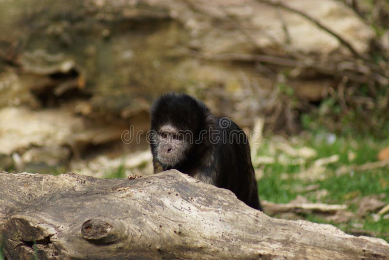 Buffy-headed Capuchin - Sapajus Xanthosternos Stock Photo - Image of ...