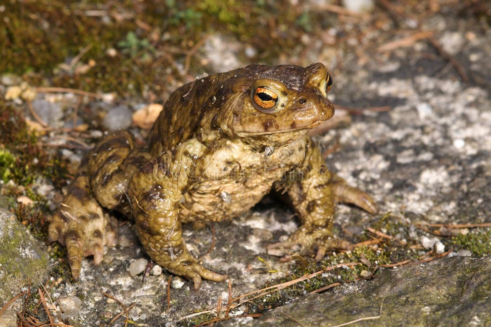 Bufo bufo stock photo. Image of view, wart, bufonidae - 22817972