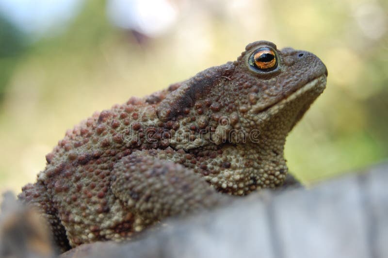 Bufo bufo stock image. Image of anuran, grass, living - 37716403