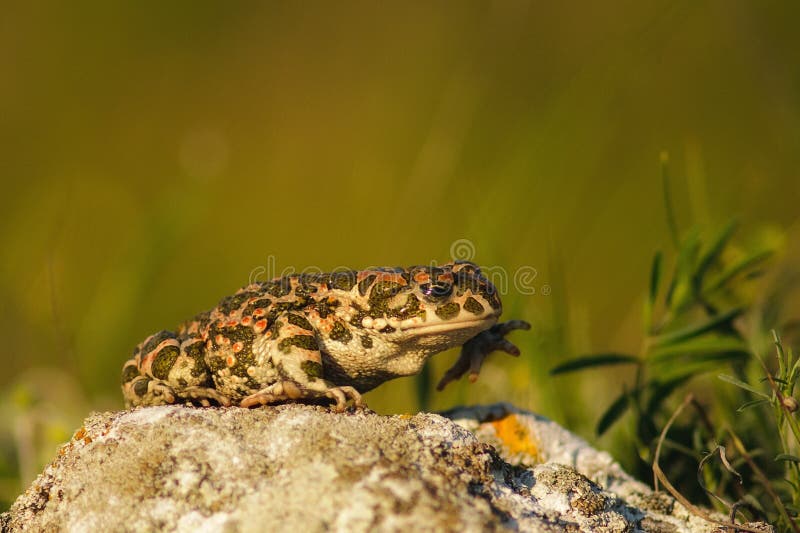 Bufo Bufo the Common Toad, European Toad Stock Photo - Image of wild ...