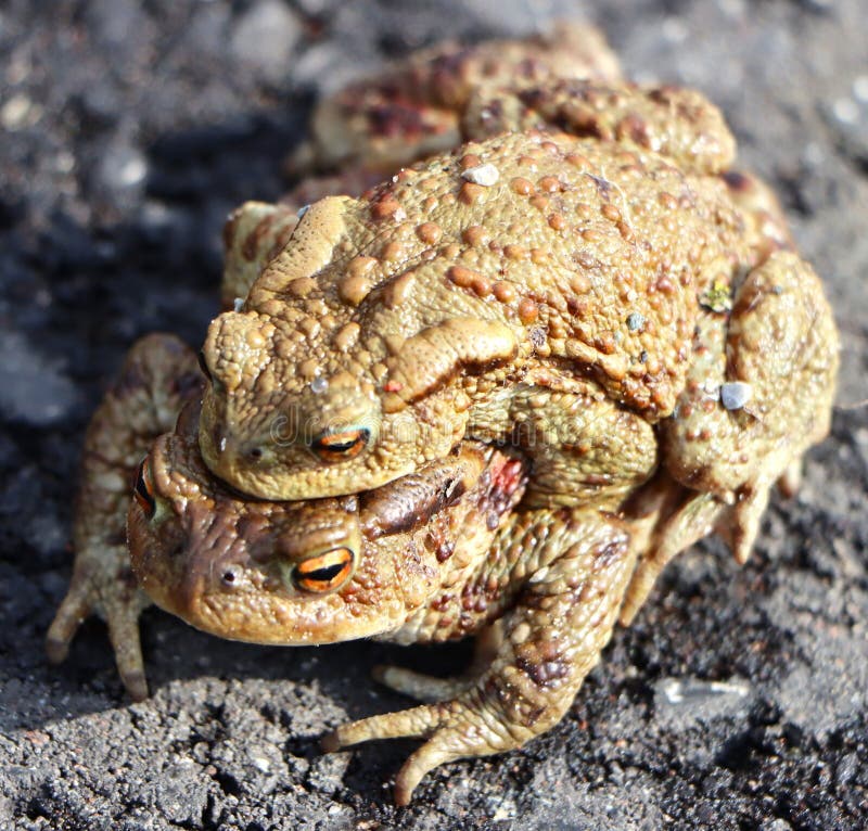 Bufo bufo (common toads) stock photo. Image of fauna - 316810674