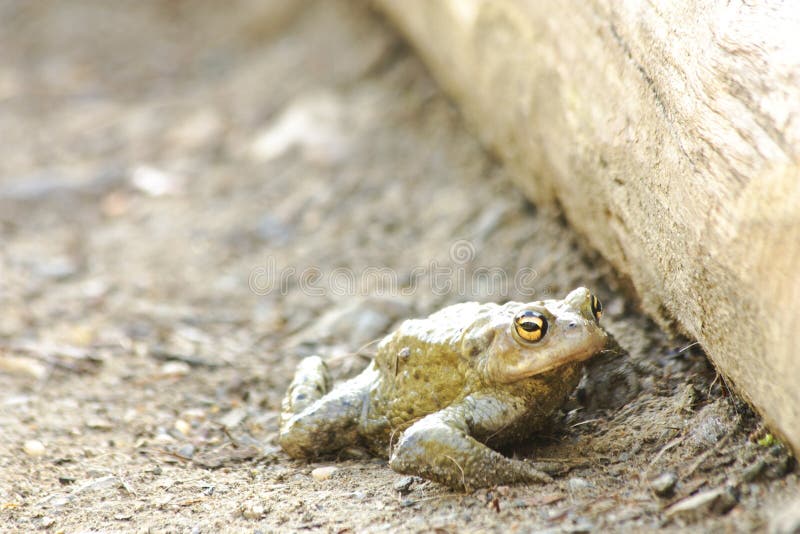 Bufo bufo frog stock image. Image of frog, croak, color - 69506251
