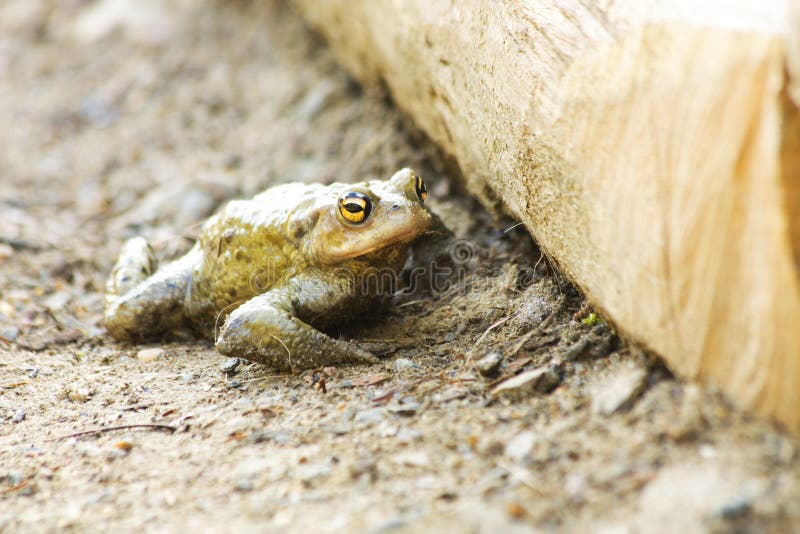 Bufo bufo frog stock photo. Image of little, animal, bumpy - 69506256
