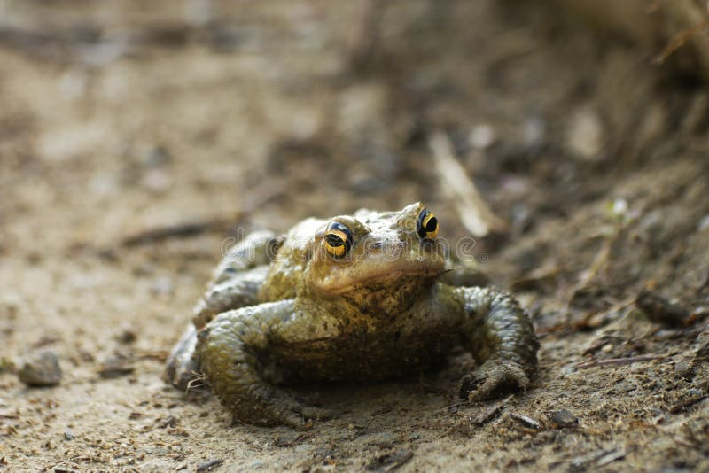 Bufo bufo frog stock photo. Image of natural, close, brown - 69506272