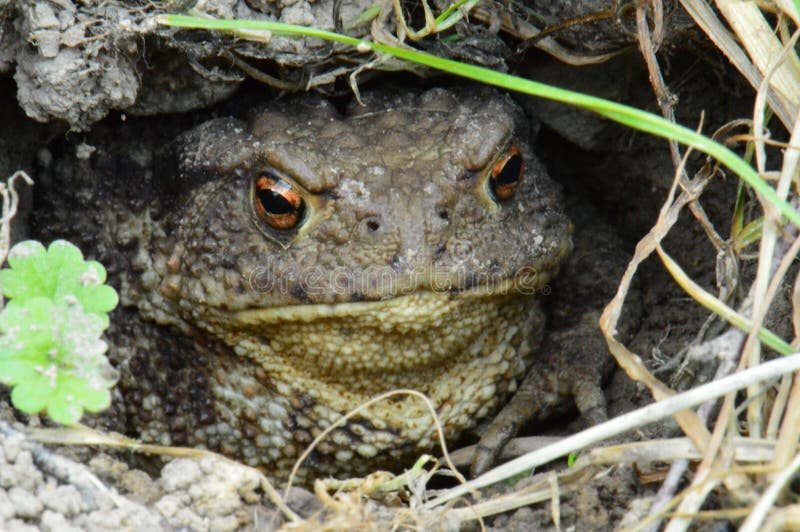 Bufo bufo 2 stock image. Image of cane, water, amphibian - 44263223
