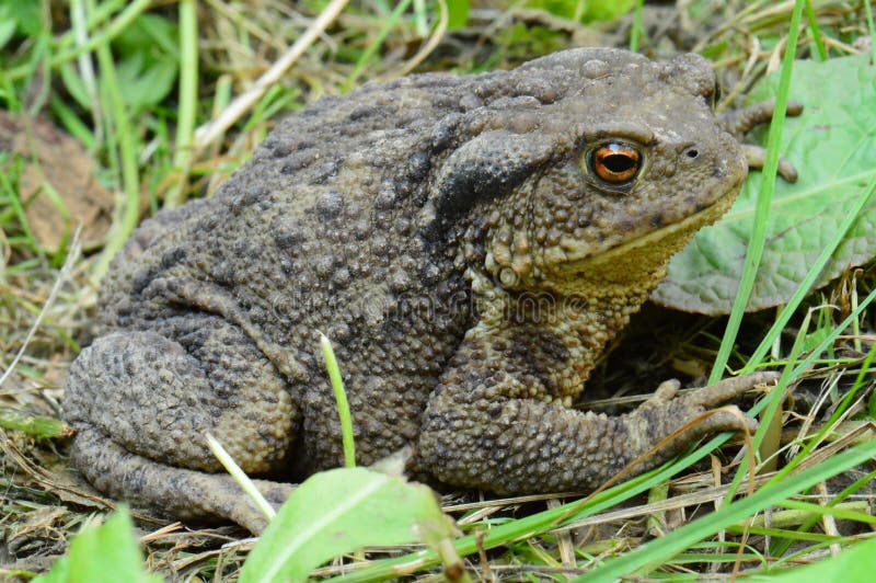 Bufo bufo 1 stock image. Image of little, tropical, rain - 44263285