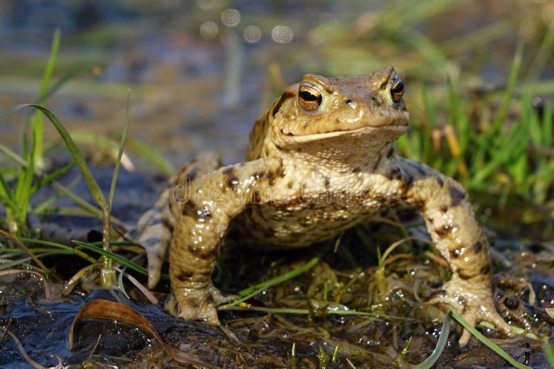 Bufo bufo portrait stock photo. Image of portrait, detail - 54468062