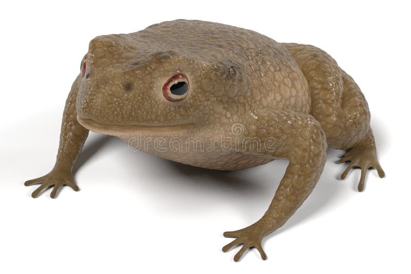 Bufo bufo stock illustration. Illustration of grass, pond - 82189057