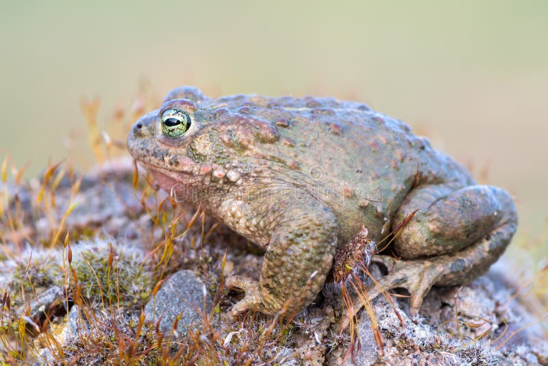 Cane toad side view stock image. Image of animal, marinus - 29312413