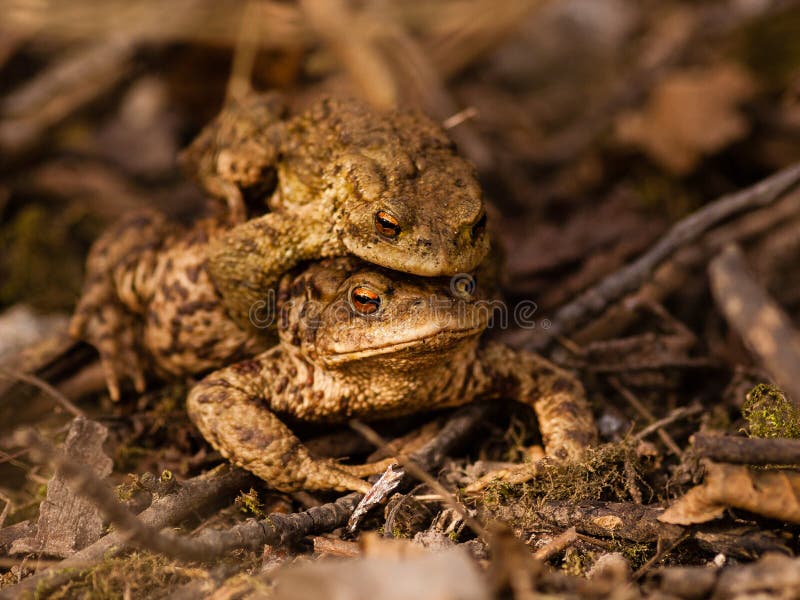 Bufo Commun De Accouplement De Bufo De Crapauds Photo stock - Image du ...