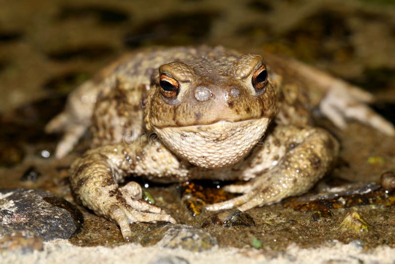 Bufo Comum De Bufo Do Sapo Com Larvas De Toadfly Foto de Stock - Imagem ...