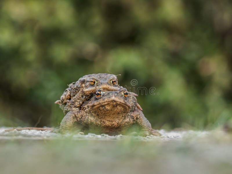 Bufo De Accouplement De Bufo De Deux Crapauds Sur Le Fond Blanc Image ...
