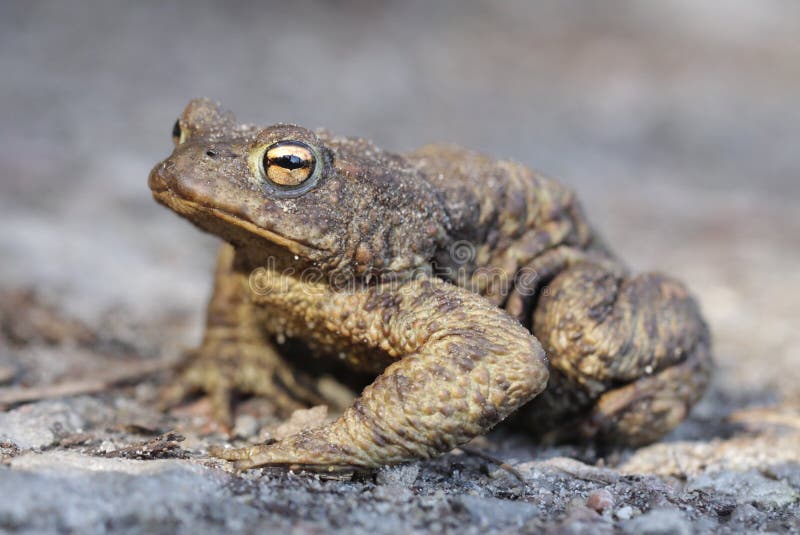 Bufo de Bufo foto de archivo. Imagen de acoplamiento - 70137394