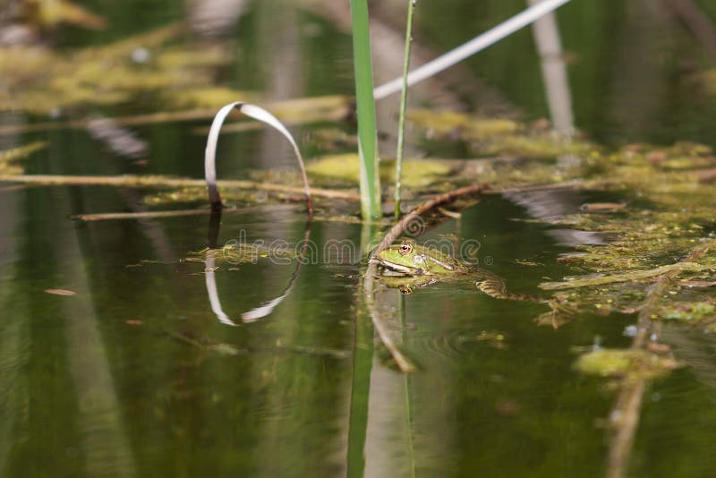 Bufo bufo frog stock photo. Image of protect, lake, closeup - 178038880