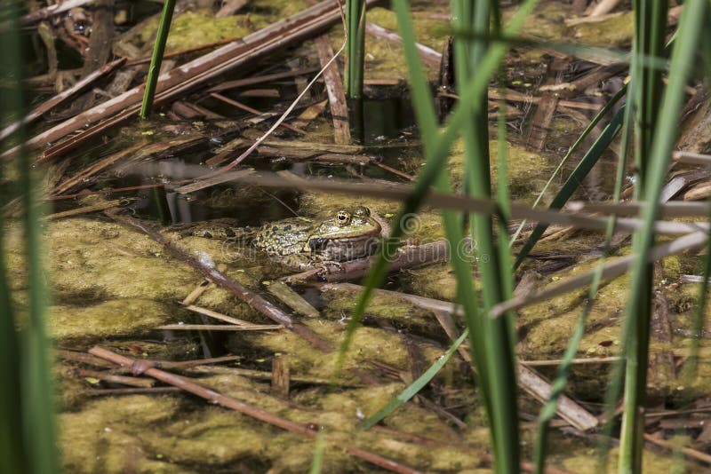 Bufo bufo frog stock image. Image of european, animal - 180437157