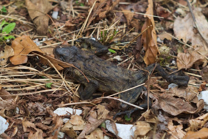 Bufo Mort De Bufo De Crapaud écrasé Photo stock - Image du montagne ...