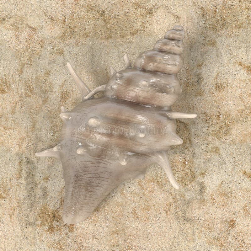 Bufonaria Echinata the Spiny Frog Shell Stock Illustration ...