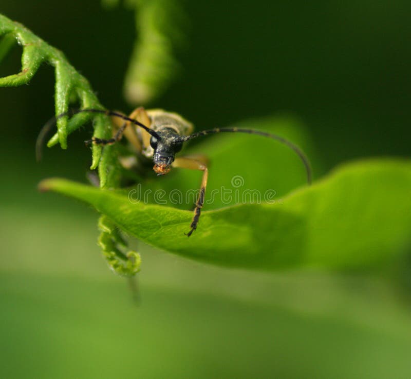 BUG! Picture. Image: 8091