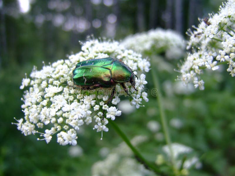 Bug stock image. Image of insect, nature, poisonous, hemlock - 11095173