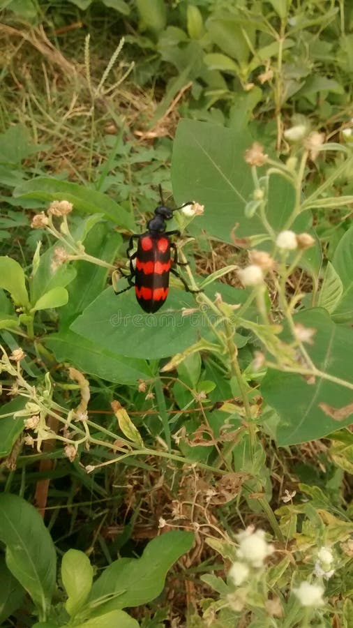Bug stock photo. Image of vandu, black, poochi - 122137508