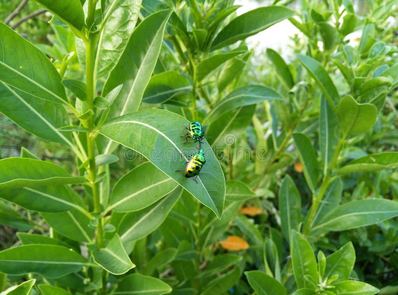 Bug imagen de archivo. Imagen de bicho, coloreado, insecto - 139250287