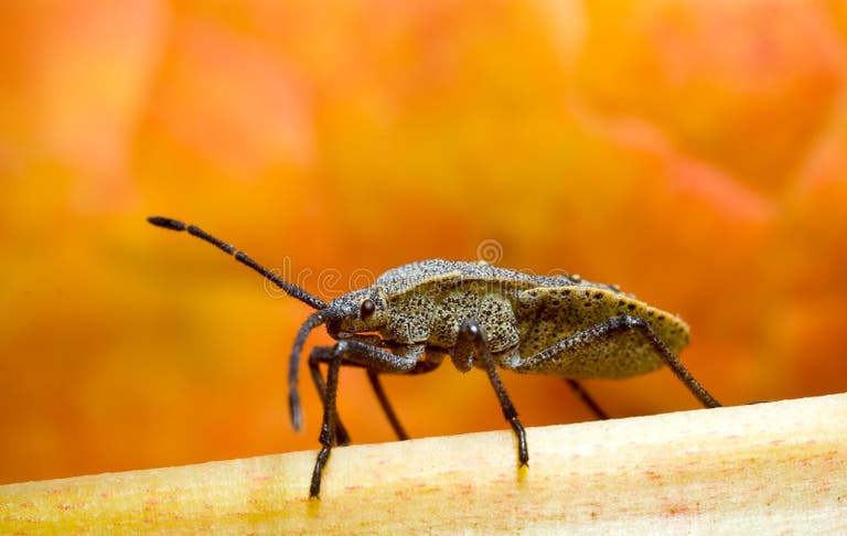 Murder Bug Stock Photos - Free & Royalty-Free Stock Photos from Dreamstime