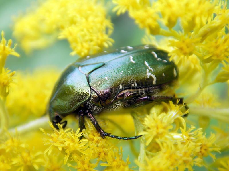 Bug stock photo. Image of happy, garden, colors, gold - 1526364