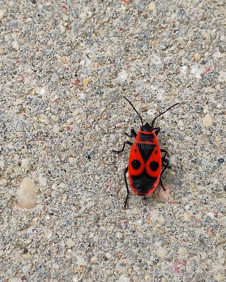 Bug foto de archivo. Imagen de bicho, rojo, insecto - 156314600