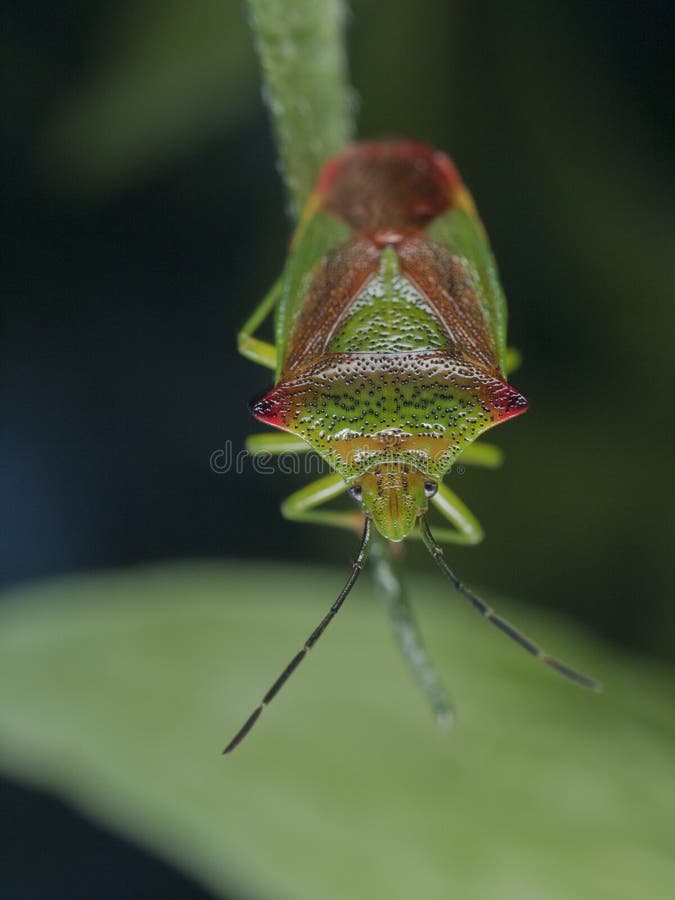 Katy bug stock photo. Image of flying, natural, outside - 11129952