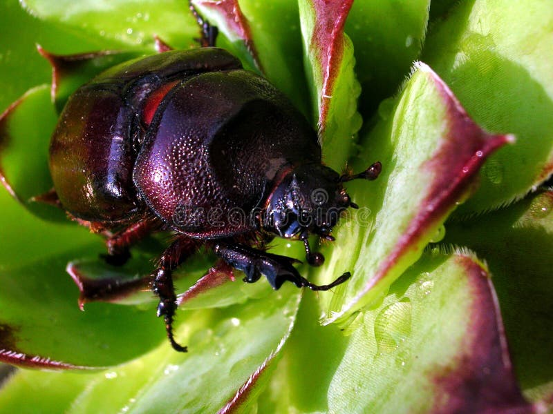 Bug Picture. Image: 2135891