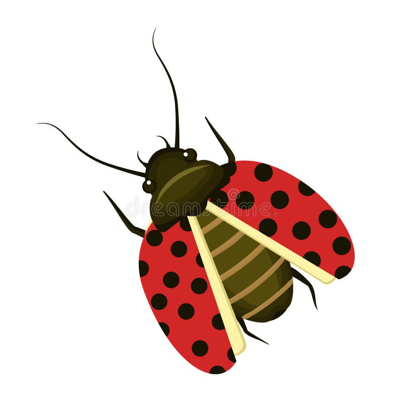 Ladybug Top View Isolated Stock Illustrations – 173 Ladybug Top View ...