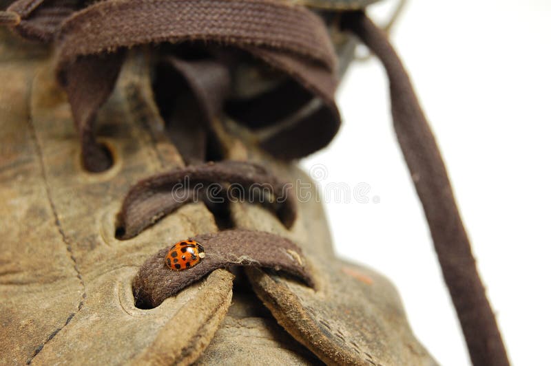 Bug stock image. Image of lace, protection, fashion, dirt - 29133989