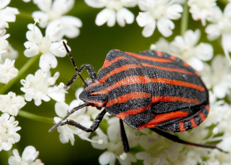 Box Elder Bug stock photo. Image of outdoors, pest, black - 15961900