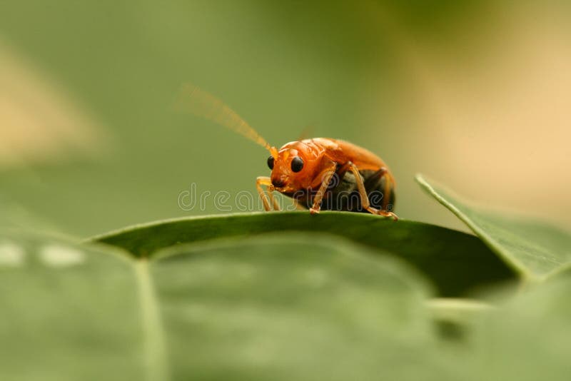Bug stock image. Image of cute, green, stand, insect, close - 6132353