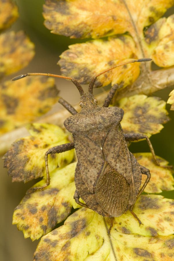 Bug stock image. Image of brown, macro, antenna, fauna - 7283727