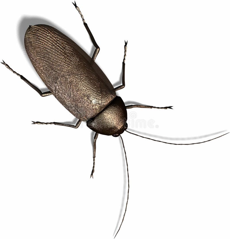 Bug from above stock illustration. Illustration of fressen - 1710168
