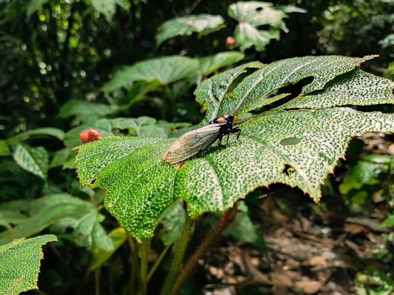 A Bug Above an Leaf in Tropical Rainforest Stock Photo - Image of ...