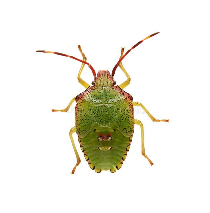 Bug Acanthosoma Haemorrhoidale Isolated on White Background Stock Photo ...