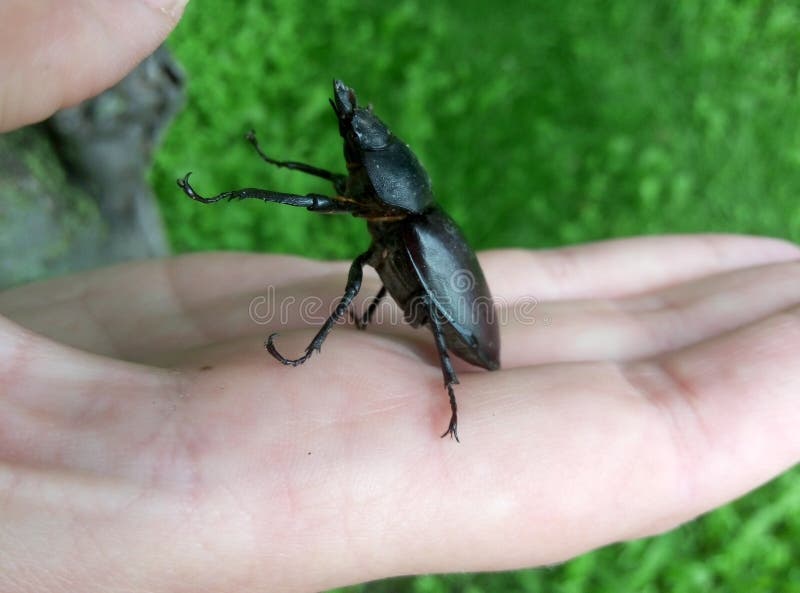 3,851 Standing Bug Photos - Free & Royalty-Free Stock Photos from ...