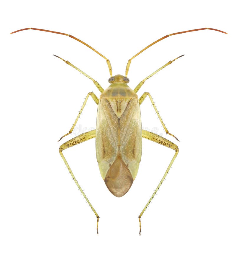 Bug Adelphocoris Lineolatus Stock Photo - Image of invertebrate ...