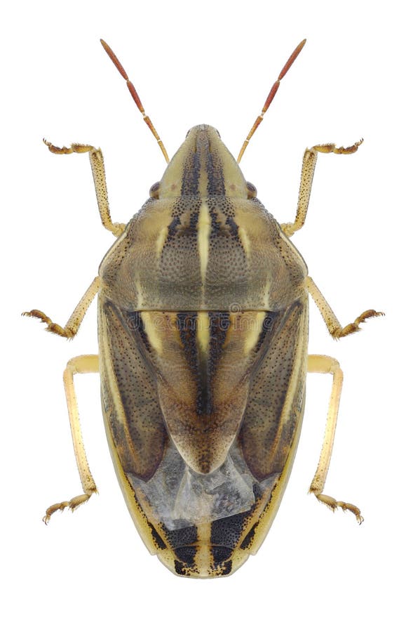 Bug Aelia rostrata stock image. Image of clamber, pentatomidae - 95456397
